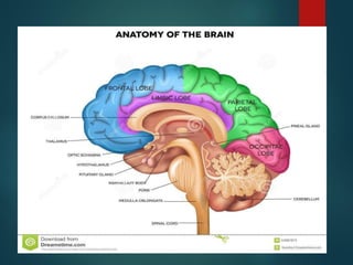 higher-mental-function.pdf