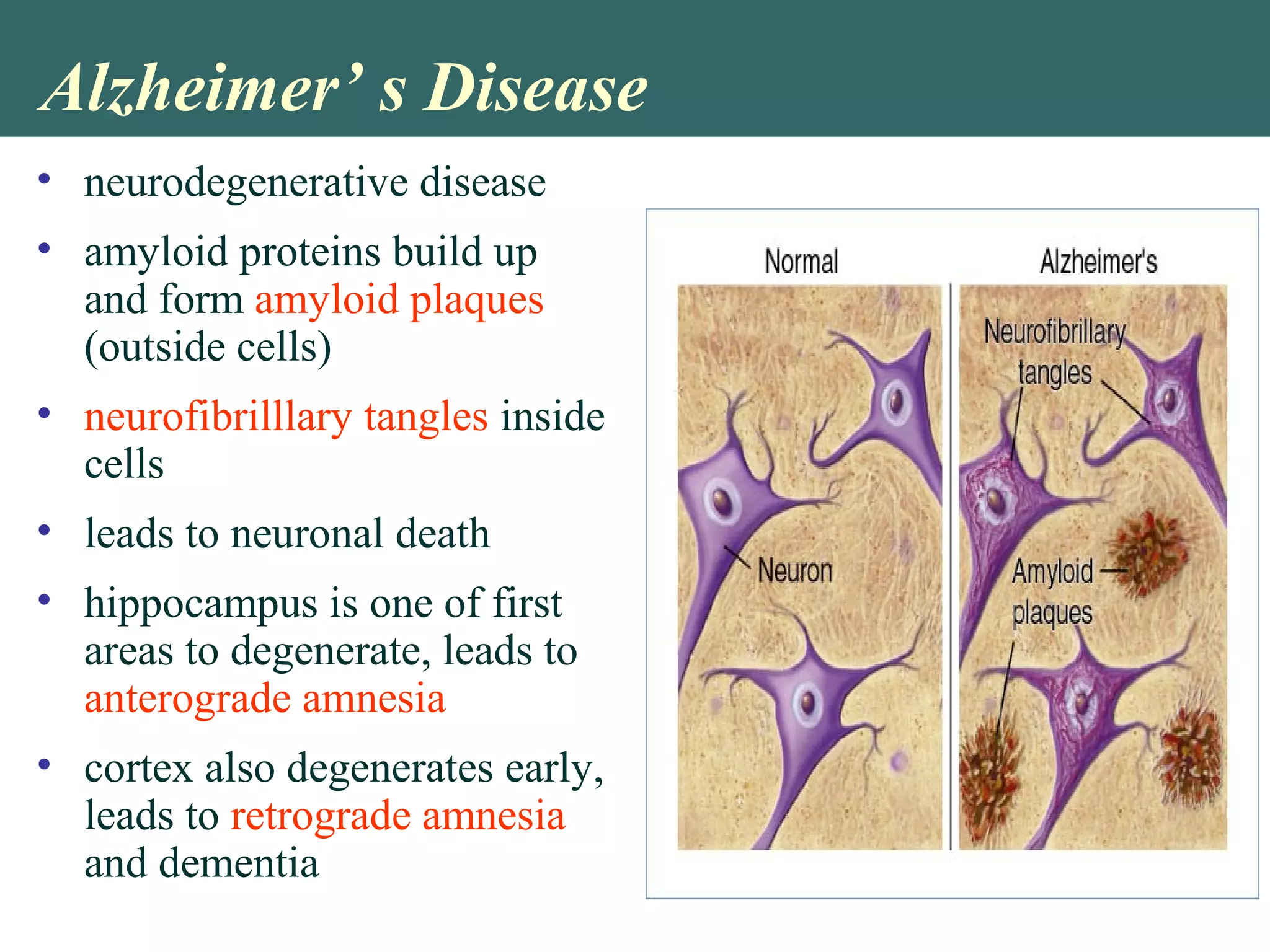Higher brain functions., (physiology) | PPT