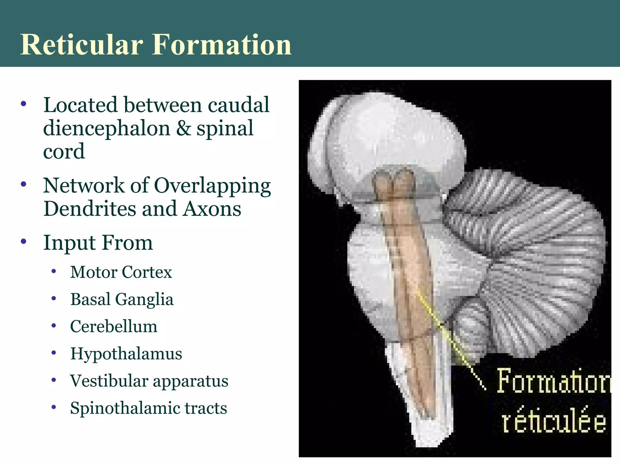 Higher brain functions., (physiology) | PPT