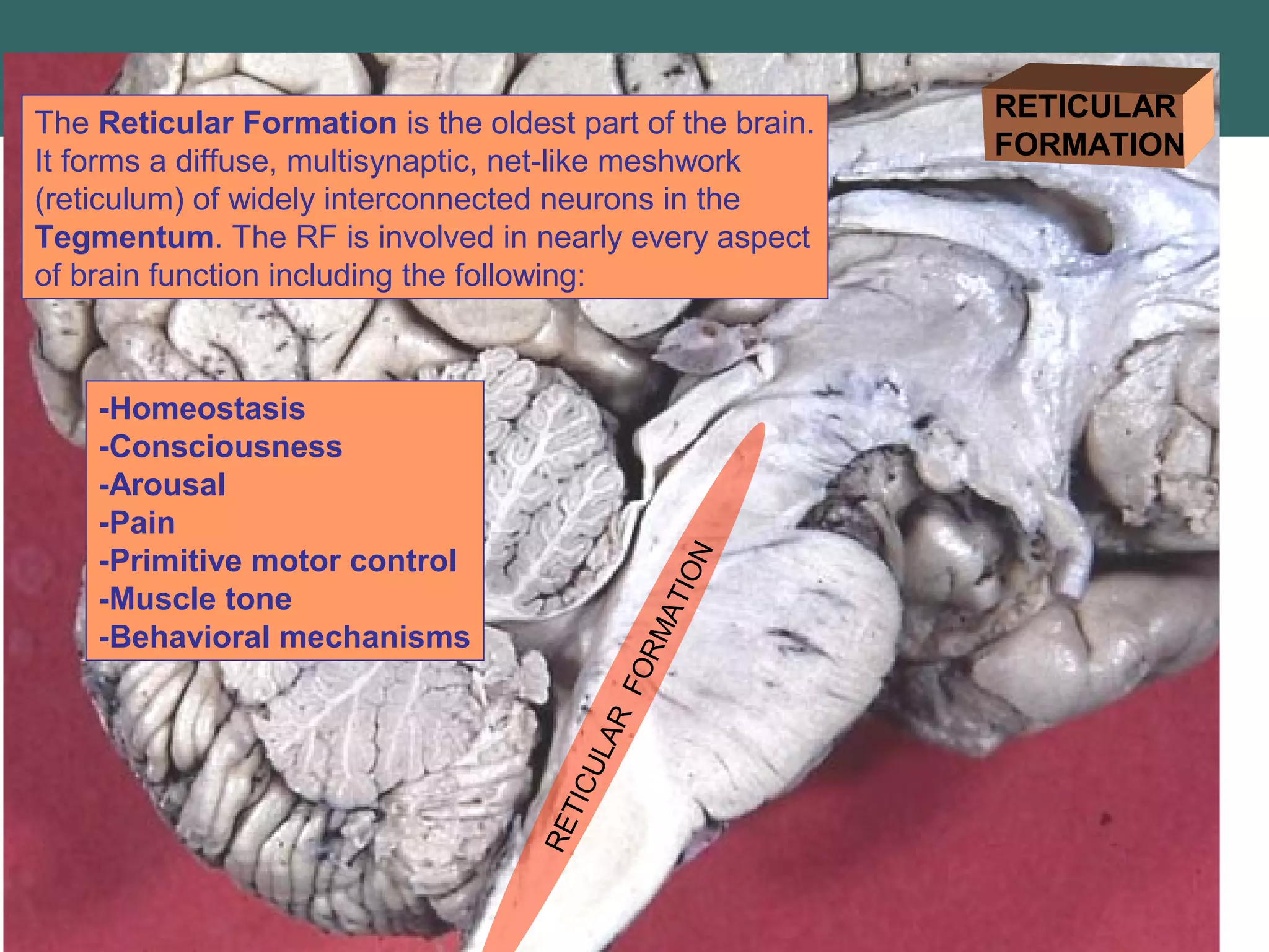 Higher brain functions., (physiology) | PPT