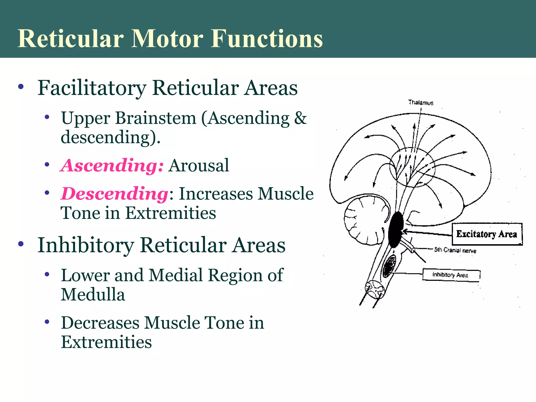 Higher brain functions., (physiology) | PPT