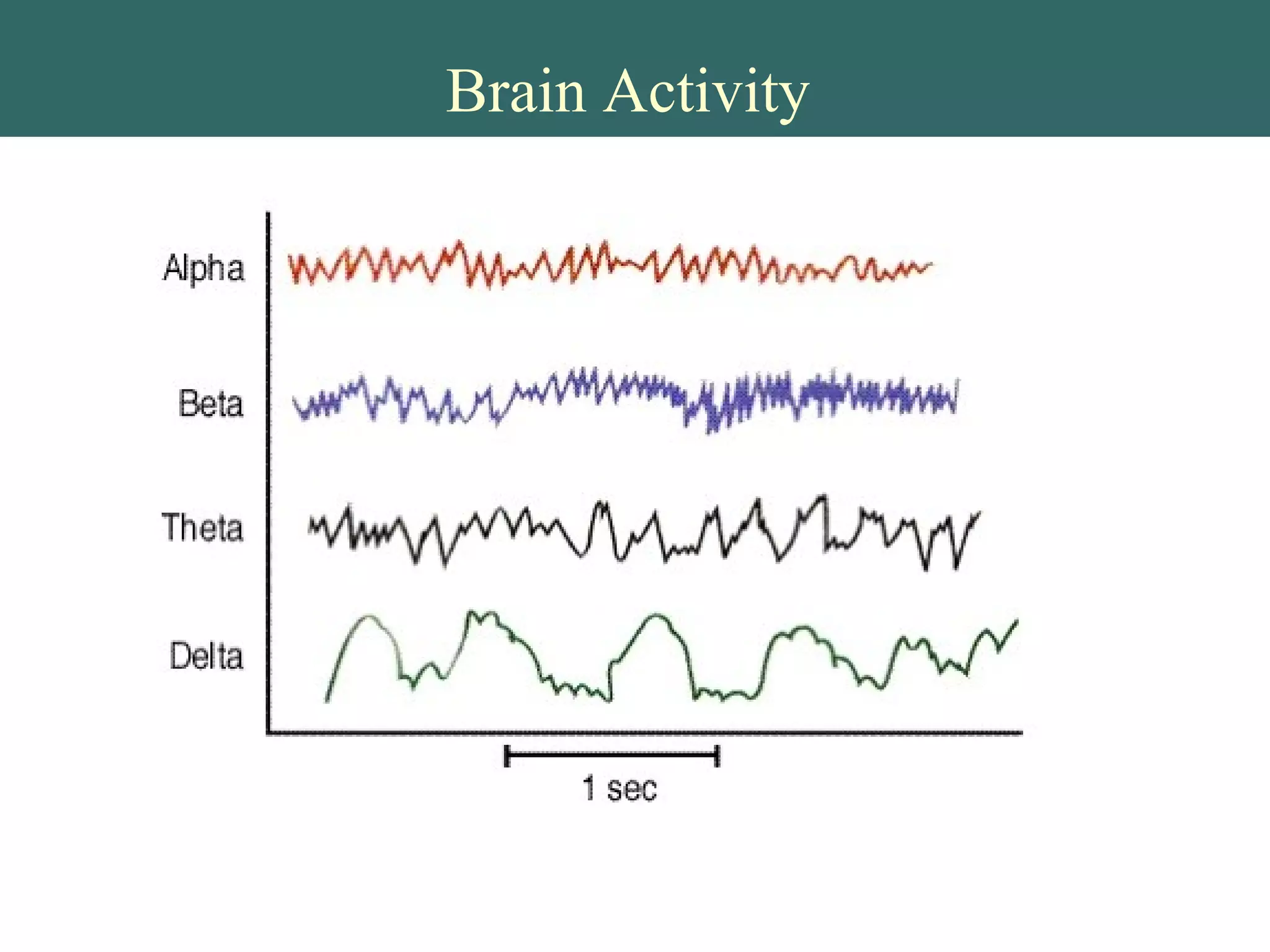Higher brain functions., (physiology) | PPT