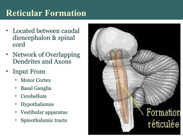 Higher brain functions., (physiology) | PPT | Brain and Nervous System ...