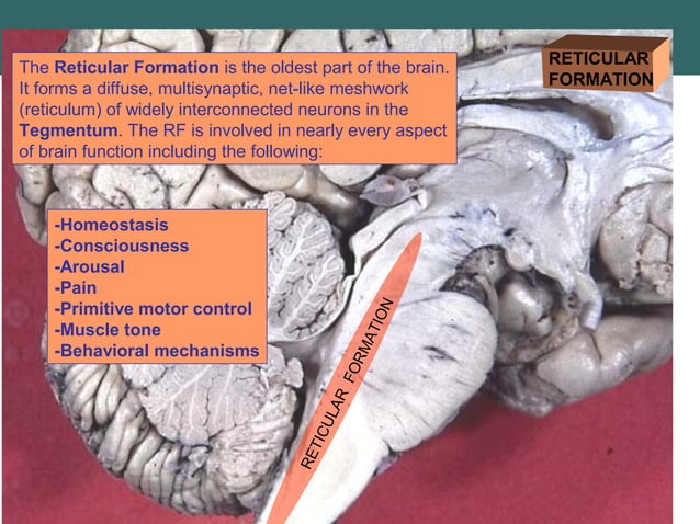 Higher brain functions., (physiology) | PPT | Brain and Nervous System Disorders | Diseases and ...