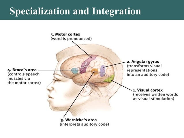 Higher brain functions., (physiology) | PPT | Brain and Nervous System Disorders | Diseases and ...
