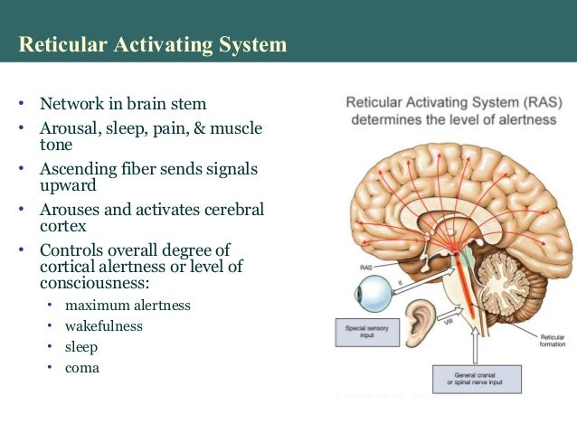 Higher brain functions., (physiology)