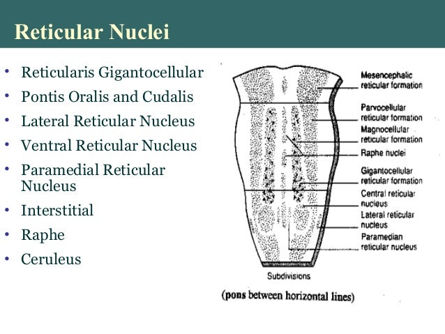 Higher brain functions., (physiology)