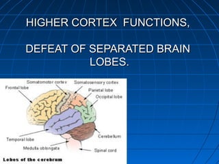 Higher cortex function | PPT