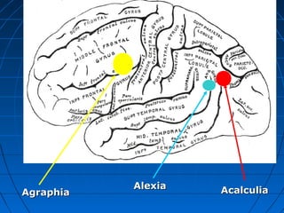 Higher cortex function | PPT