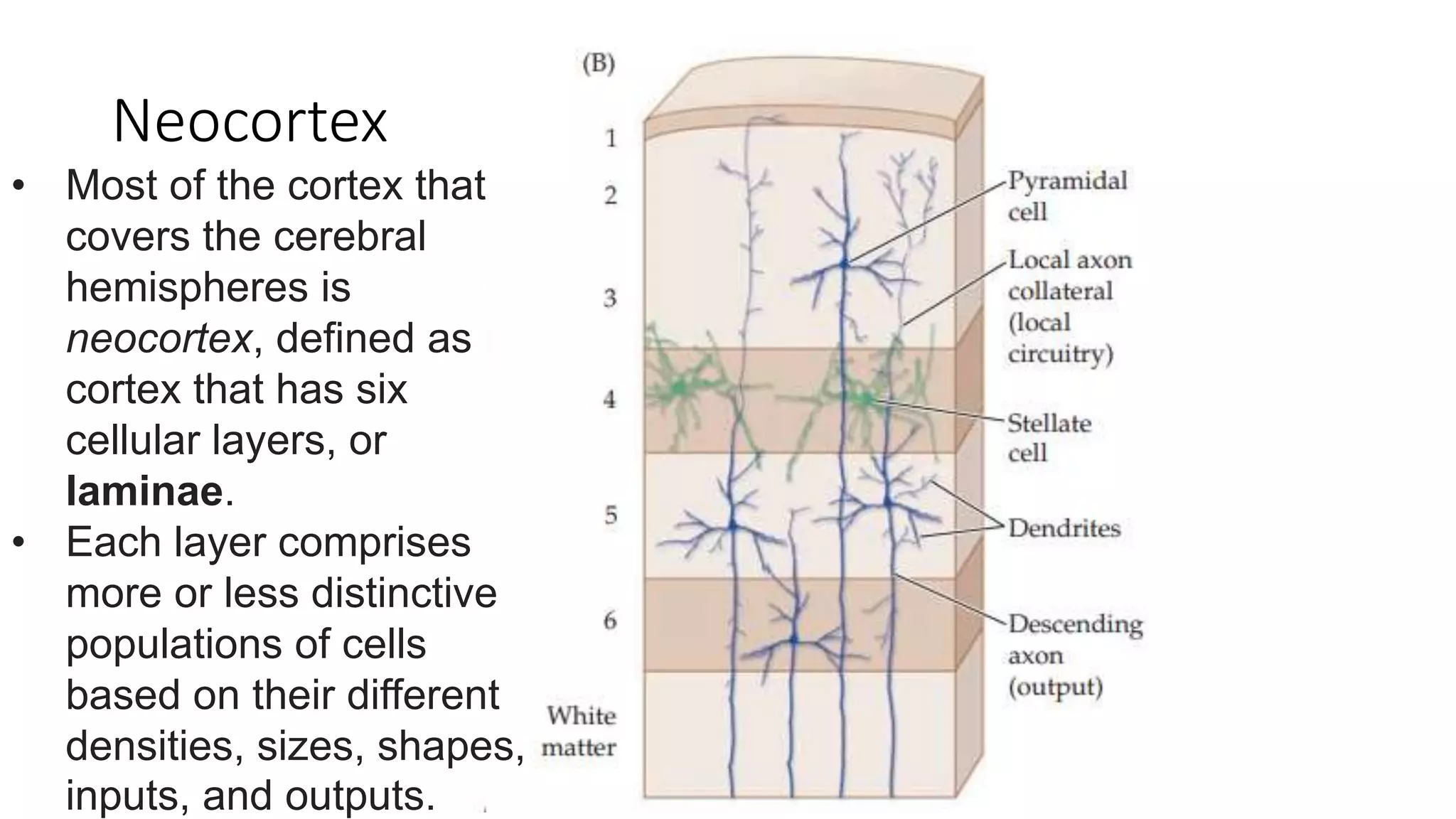Higher Cortical Functions.pptx
