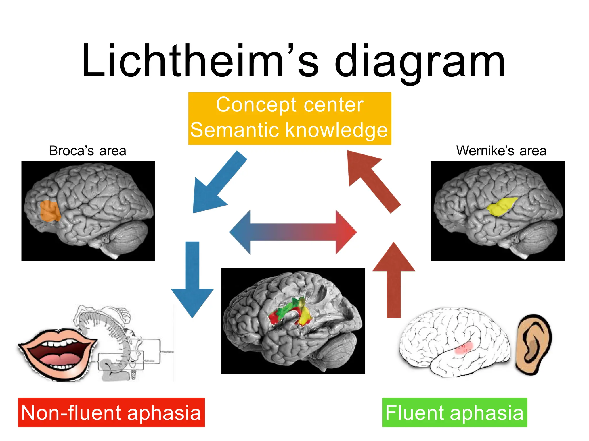 Higher Cortical Functions Examination 4may2020.pptx