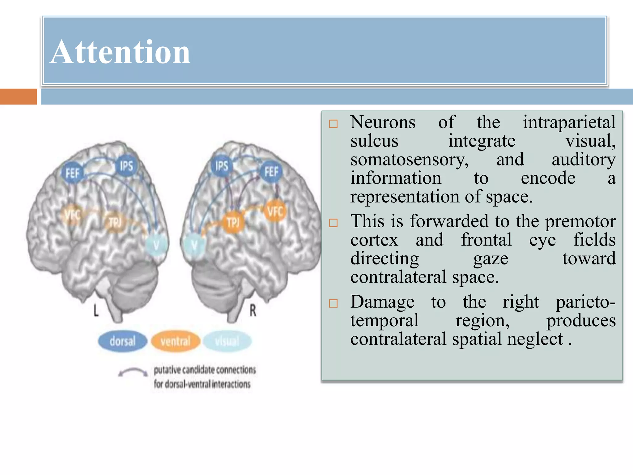 Higher cortical functions final | PPTX
