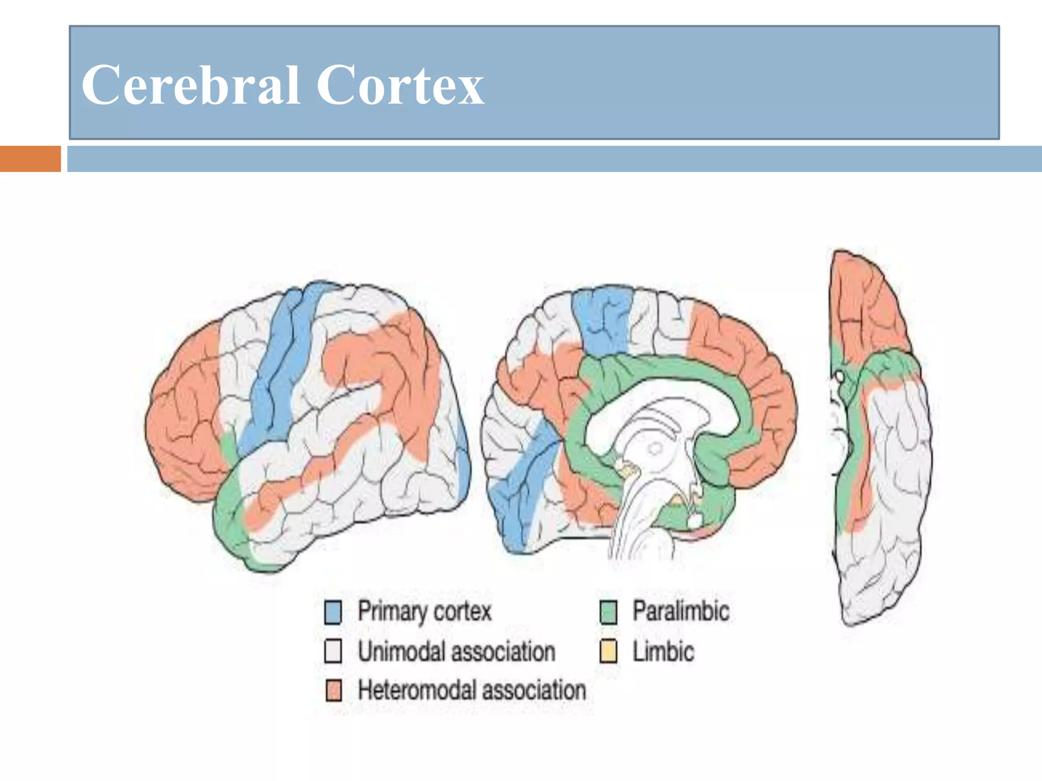 Higher cortical functions final | PPTX