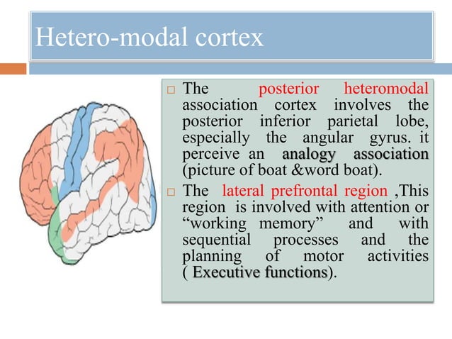 Higher cortical functions final | PPTX