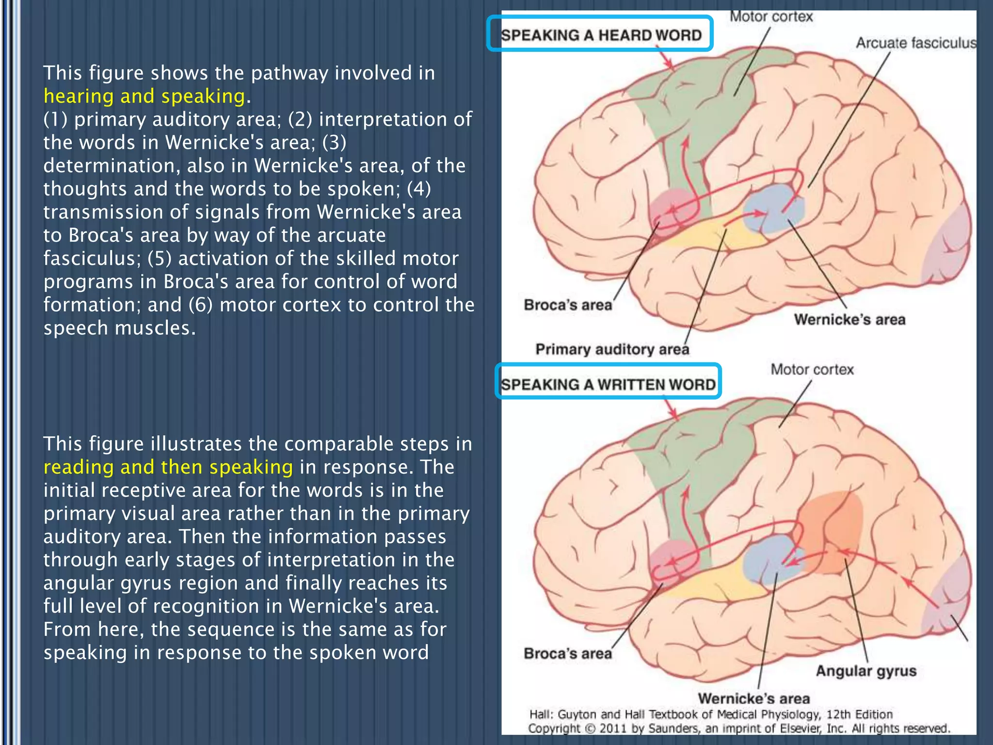 Higher functions of the nervous system | PPTX
