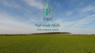 High Grade Dehydrated Alfalfa | PPSX | Agriculture | Industries
