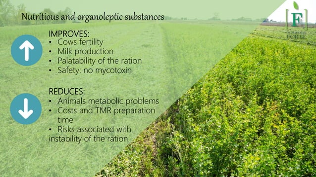 High Grade Dehydrated Alfalfa | PPSX | Agriculture | Industries