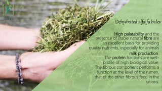 High Grade Dehydrated Alfalfa | PPSX | Agriculture | Industries