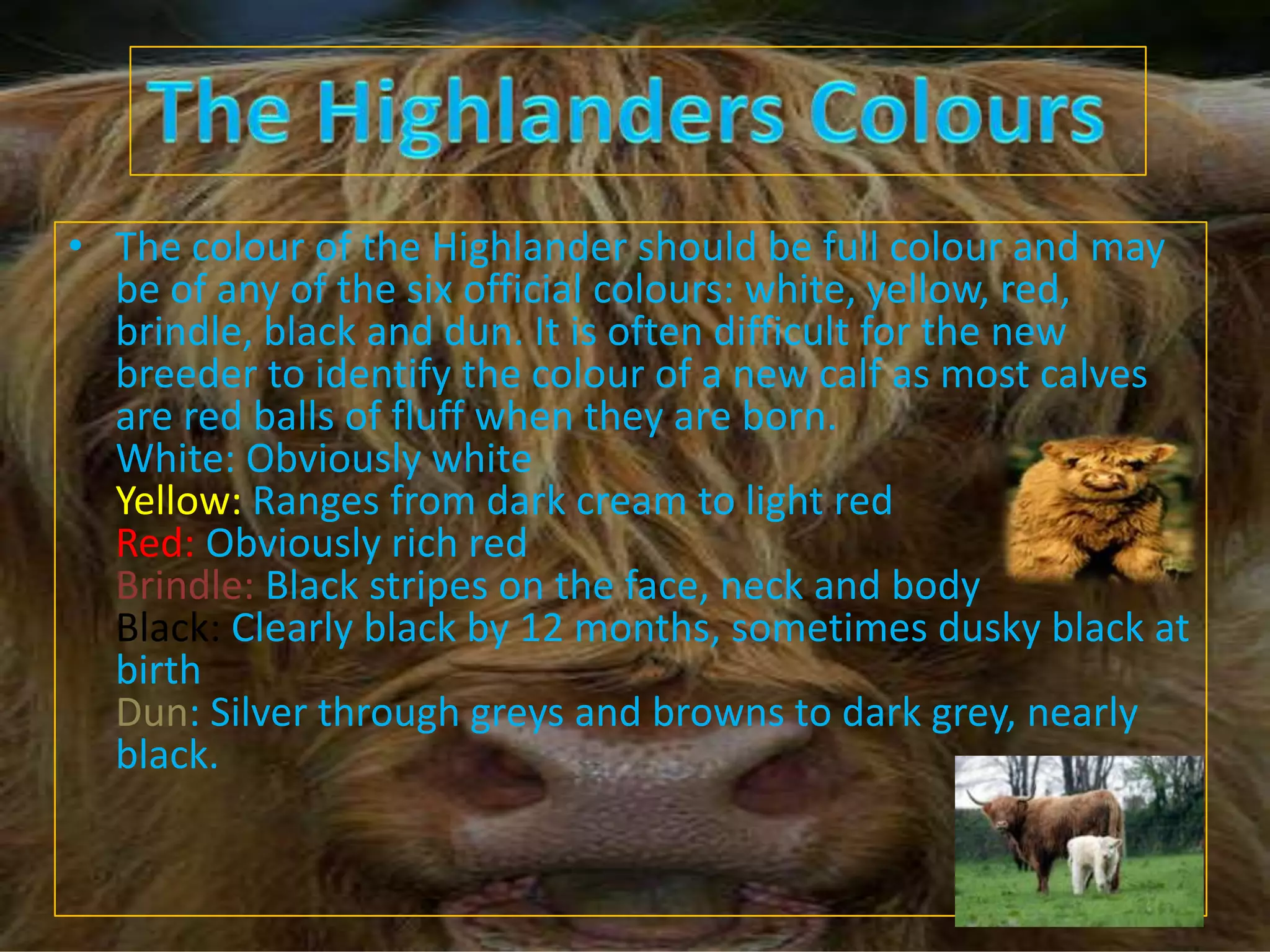 Highlander cattle | PPTX