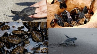 Charla sobre tortugas marinas en colegio San Salvador | PDF | Zoos ...