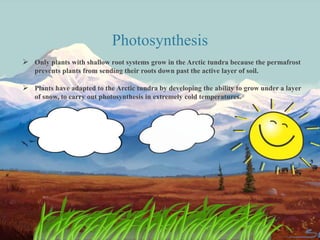 High latitude tundra PERIOD 4 | PPTX