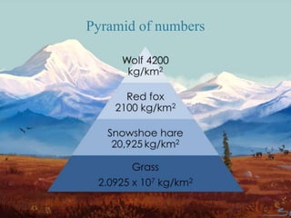 Biomass Pyramid Tundra