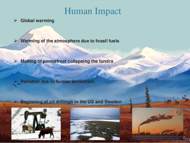 High latitude tundra PERIOD 4