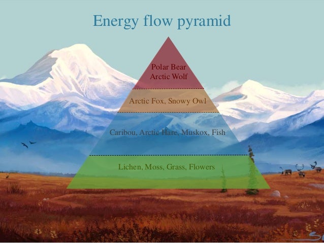 High latitude tundra PERIOD 4