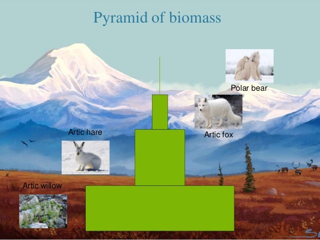 High latitude tundra PERIOD 4