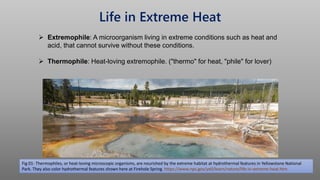 high temperature on microbes growth.pptx