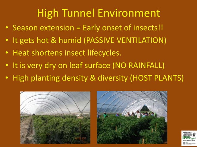 Insect Pest Management in High Tunnel (short version) | PPT