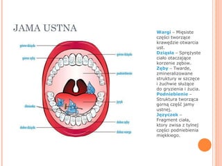 Higiena jamy ustnej | PPT