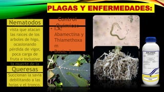 Higo toro sentado.pptx