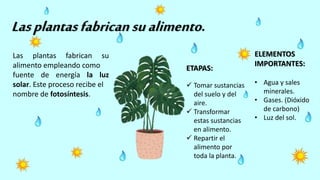 Nutrición en Plantas | PPTX