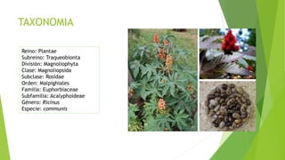 HIGUERILLA | PPTX