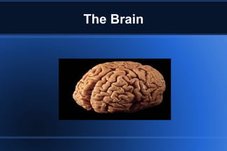 Hi, i'm the brain | PPT