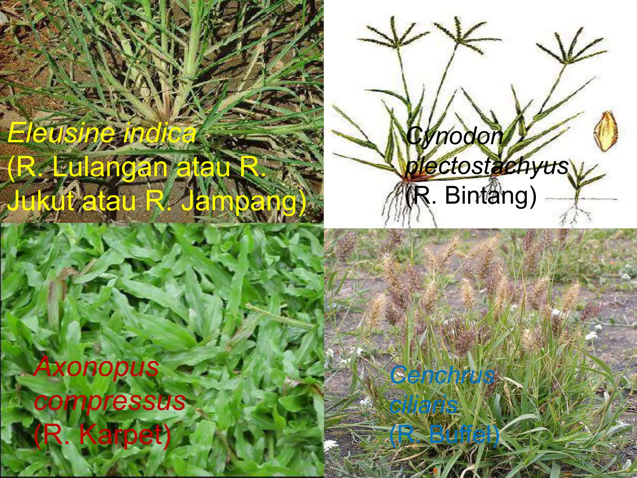 Hijauan Pakan Ternak sebagai pakan ternak ruminansi | PPTX