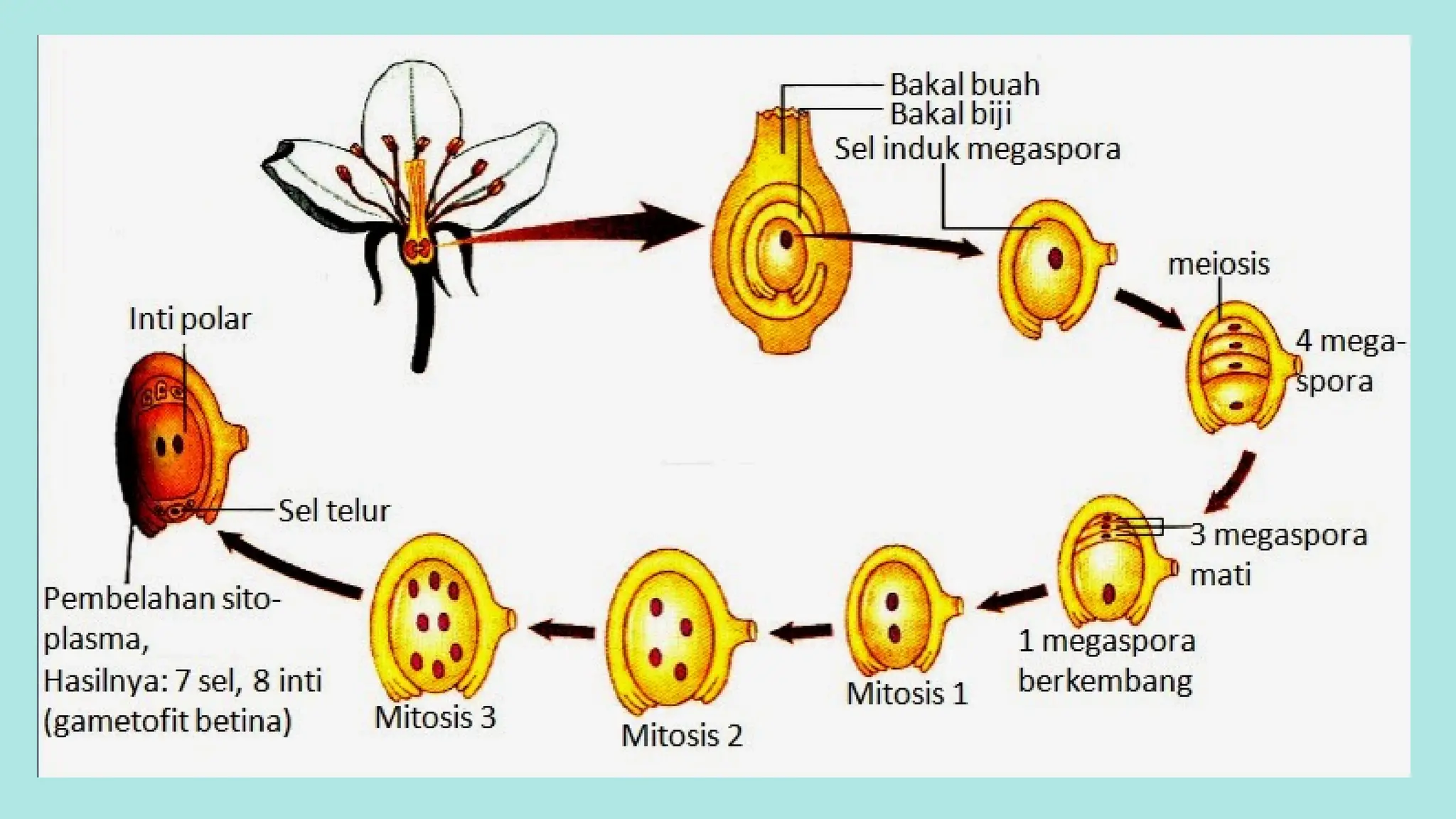 Materi Gametogenesis : Proses Pembentukan sel telur pada perempuan | PPT