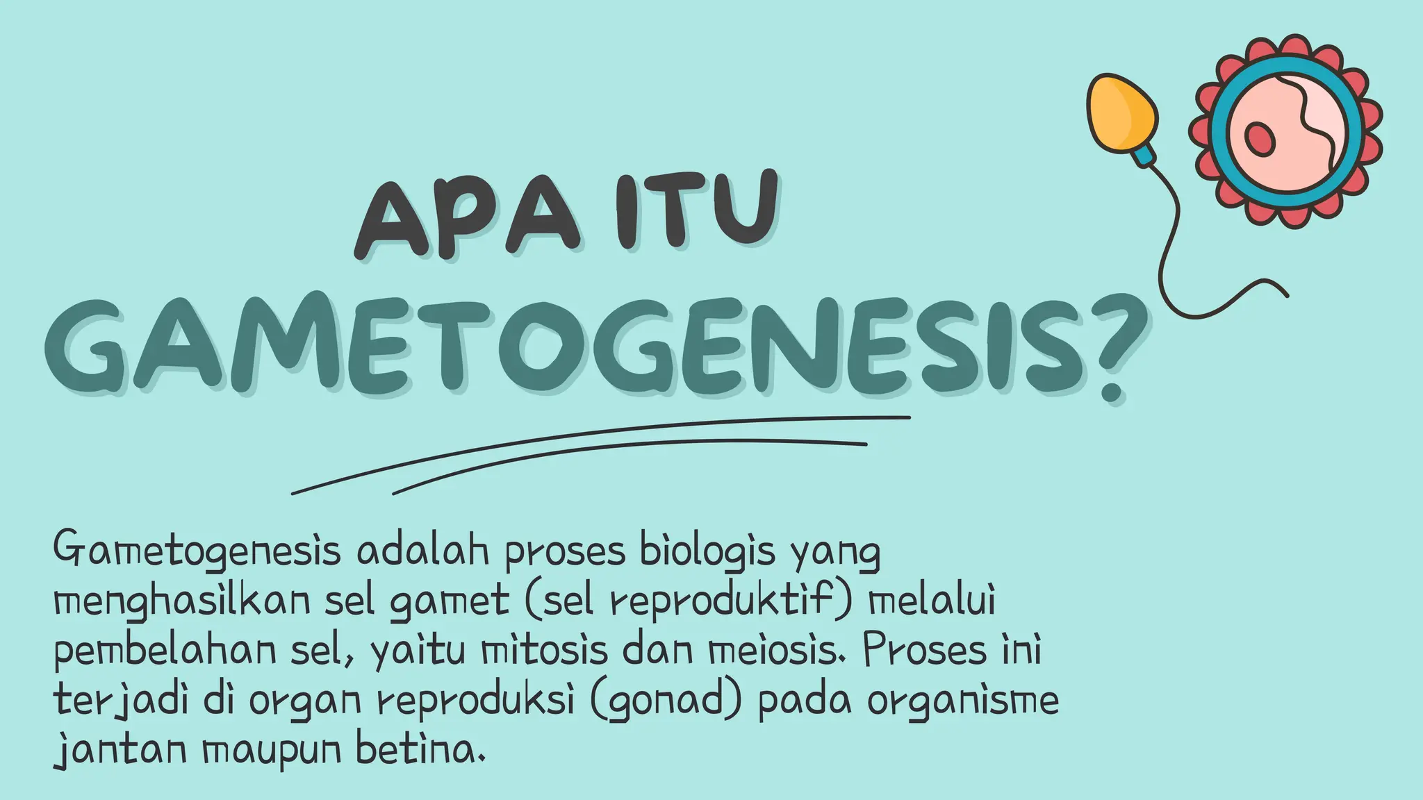 Materi Gametogenesis : Proses Pembentukan sel telur pada perempuan | PDF
