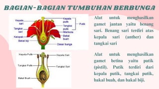 Materi Gametogenesis : Proses Pembentukan sel telur pada perempuan | PDF