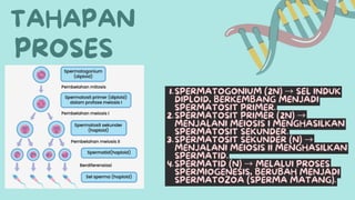 Materi Gametogenesis : Proses Pembentukan sel telur pada perempuan | PDF