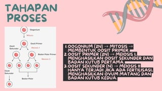 Materi Gametogenesis : Proses Pembentukan sel telur pada perempuan | PDF