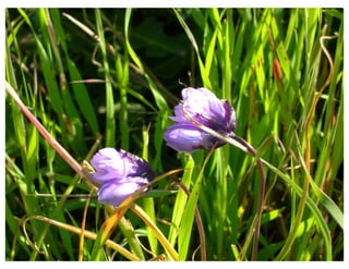 Hike 29 Presentation | PDF