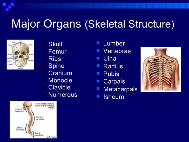 Hilary irvine skeletal system