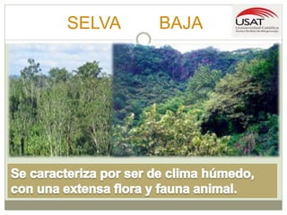 Selva -Hilda rojas salazar | PPTX