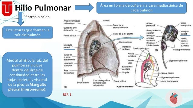 Hilio pulmonar