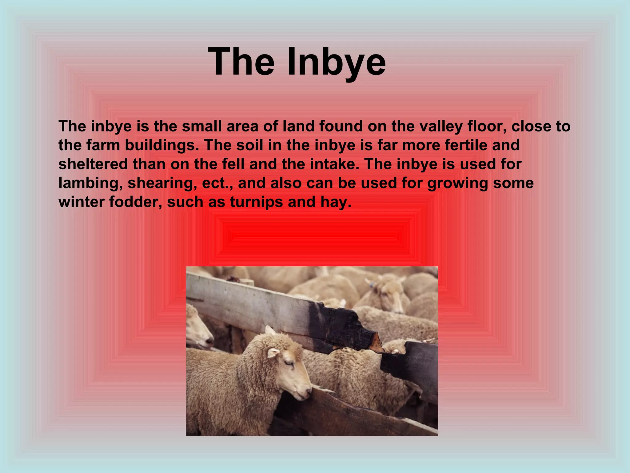 Hill Sheep Farming | PPT