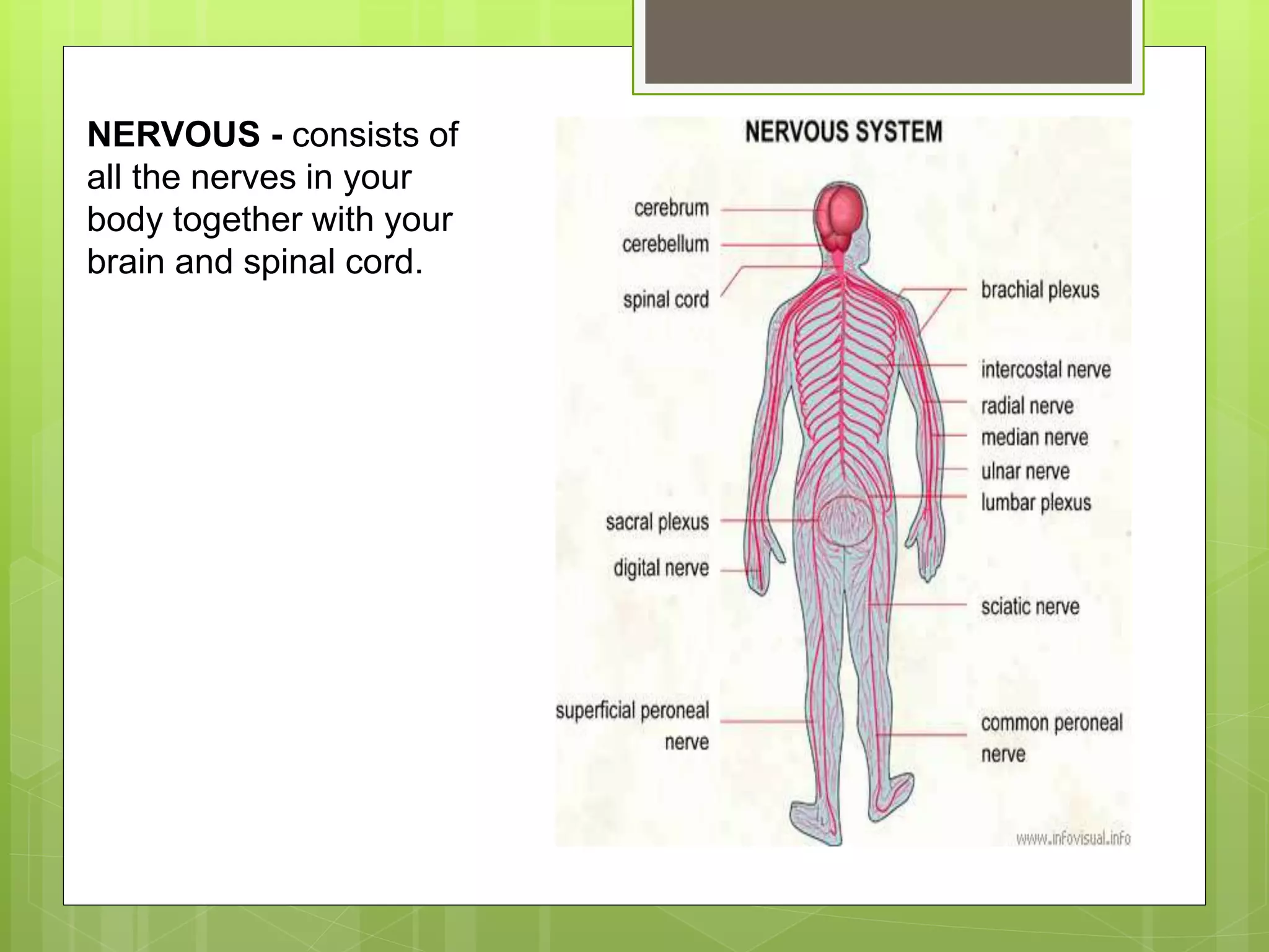 Hilot( Wellness Massage) NCII.pptx