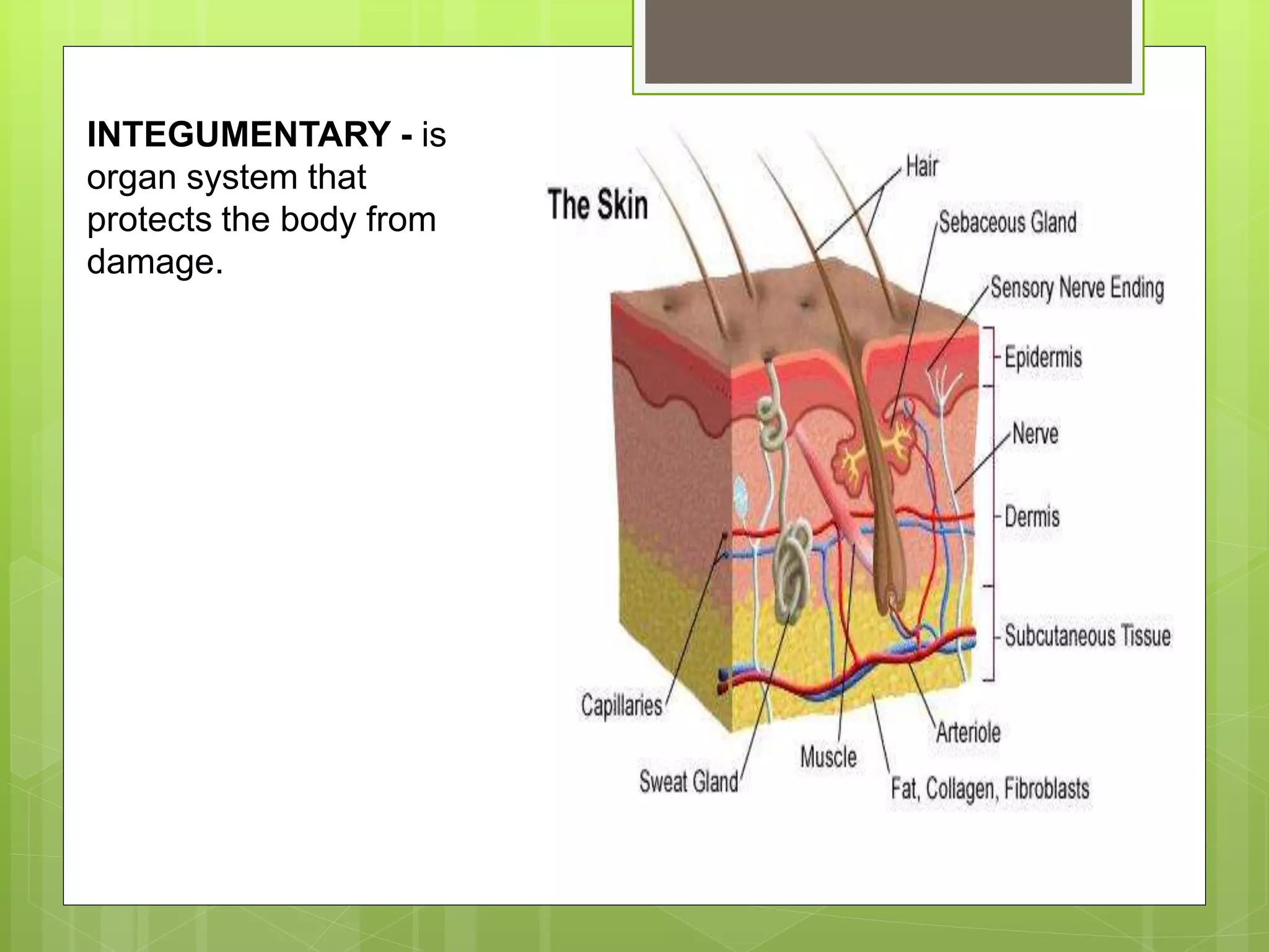 Hilot( Wellness Massage) NCII.pptx