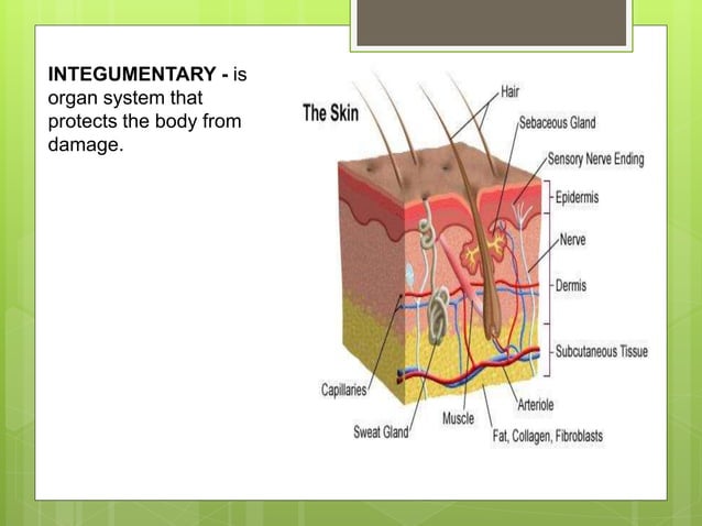Hilot( Wellness Massage) NCII.pptx | Holistic Health | Alternative Medicine